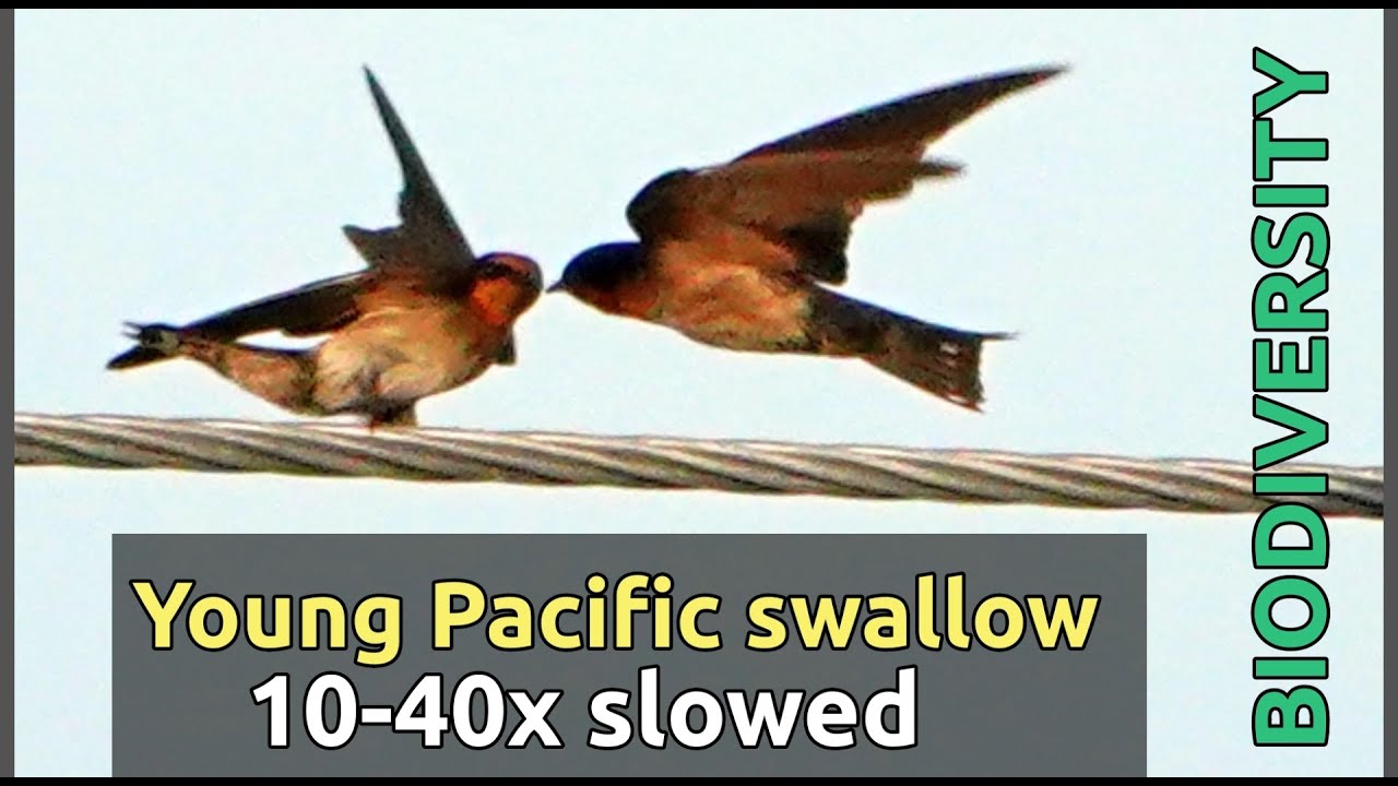 Pacific Swallows in Training – Juvenile Flight Practice at Cebu Port (10–40× Slow Motion) - YouTube