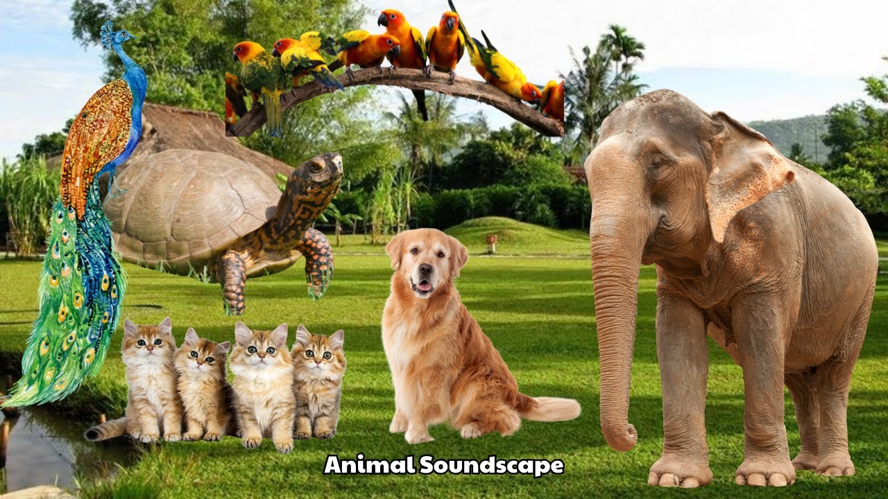 Cute Little Animals: Dog, Cat, Monkey, Lion, Elephant, Rabbit, Peacock ...