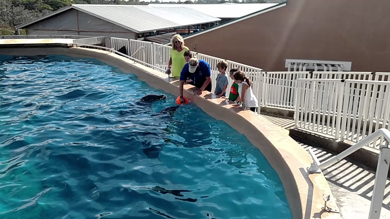 Dolphin meet and greet at Gulf World in Panama City Beach - YouTube