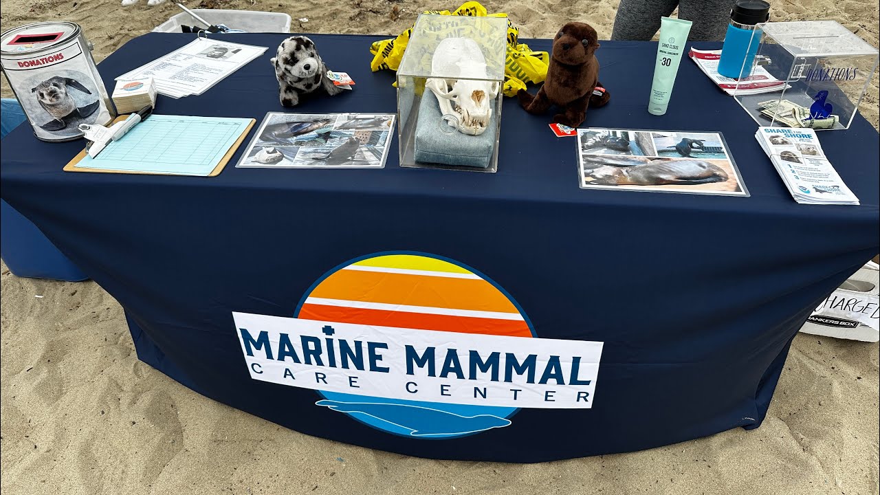 Release of 2 California Sea Lions - Charlie Beach, Marina del Rey, CA ...