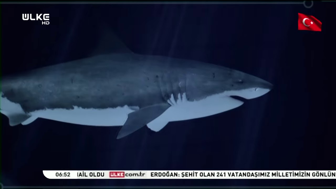 Katil Balina ve büyük beyaz köpekbalığı - YouTube