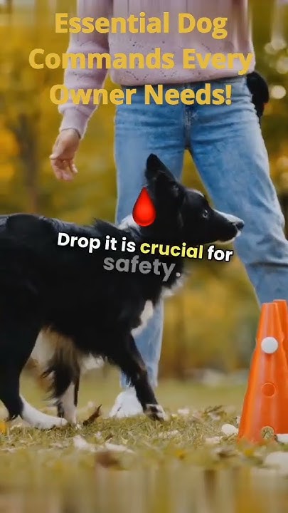 Basic Commands Every Dog Should Know - Essential Dog Commands Every Owner Needs! - YouTube