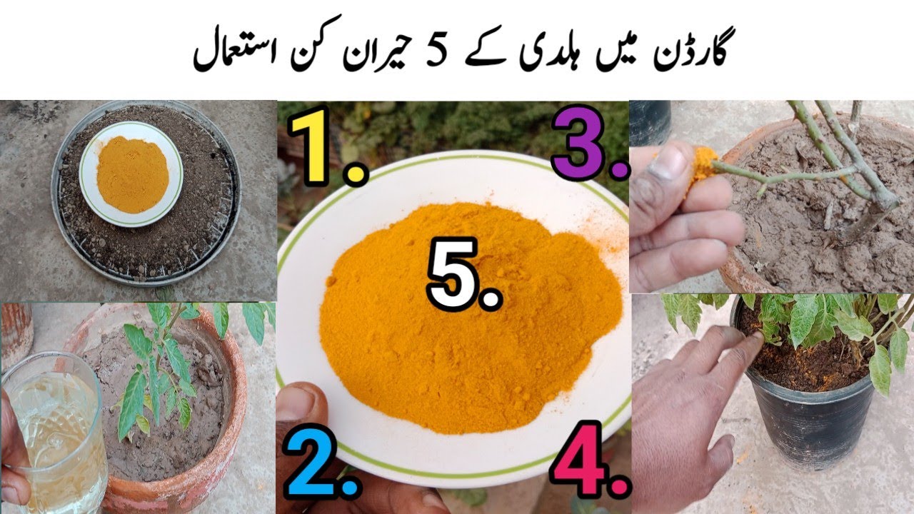 6 Amezing Benifits of Turmaric in Garden || Turmaric Powder for Plants ...