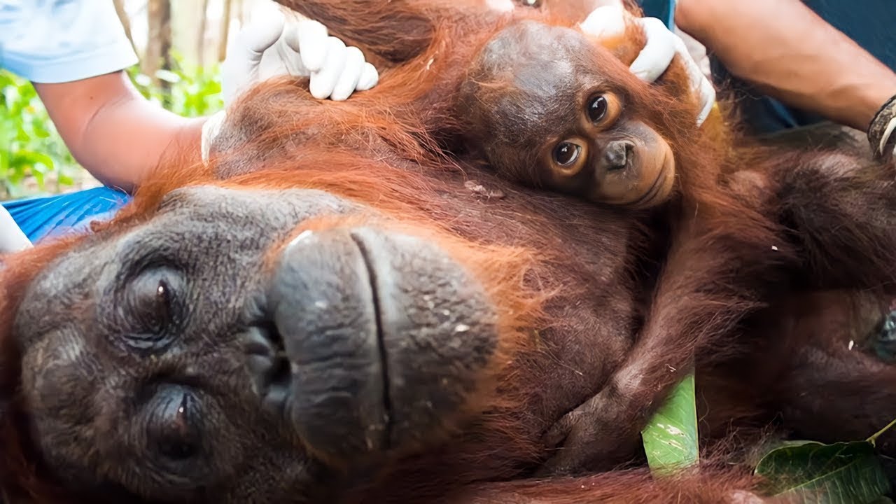 Orangutan Baby & Mom Got Stuck in Wildfire. When Rescuers Arrived ...