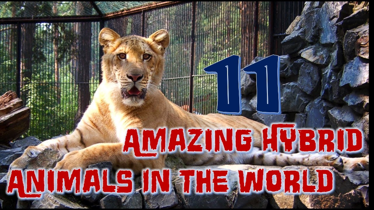 HYBRID ANIMALS-11 AMAZING REAL HYBRID ANIMALS - YouTube