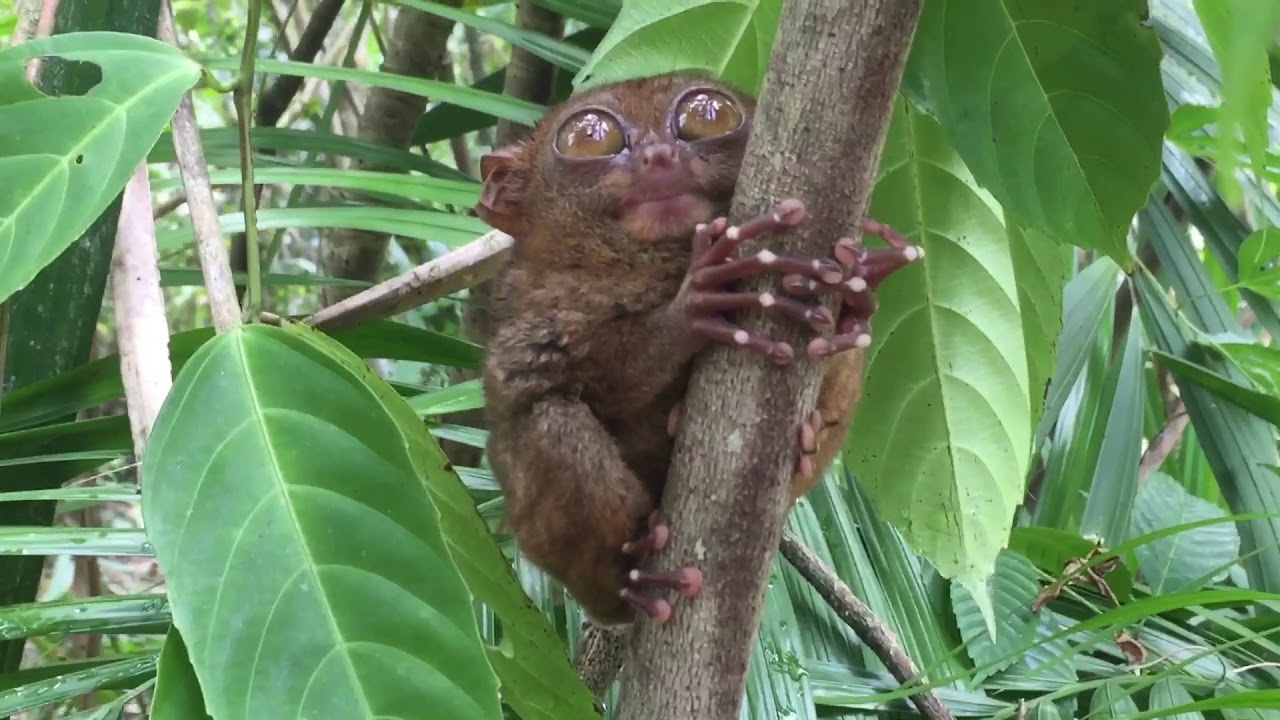 The Smallest Primate with HUGE EYES - YouTube