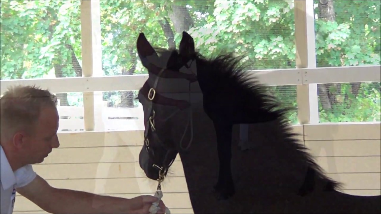 Fancy Friesian Filly - YouTube
