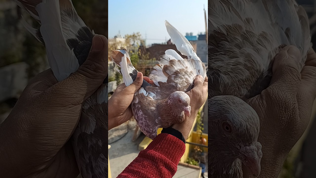 Aaj ka shikar lal titra 😱😨#pigeon #kabutarbazzi #bird #shortsfeed # ...