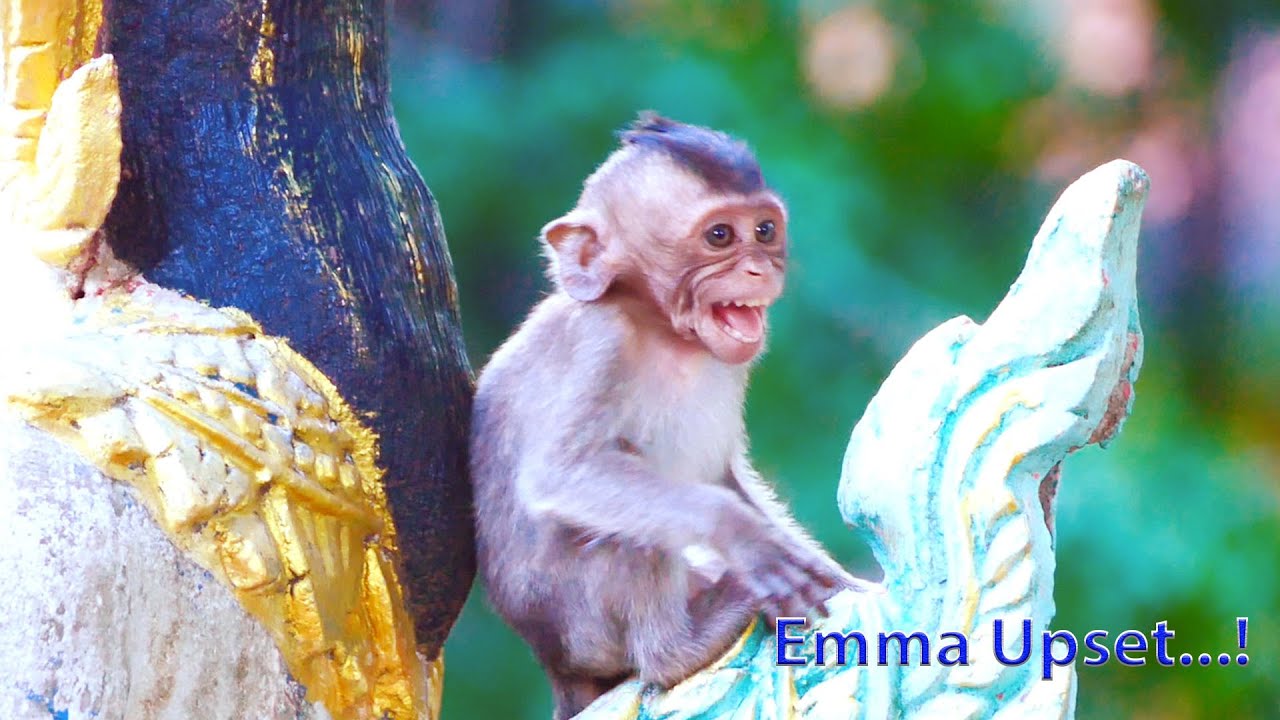 Poor Adorable...Smart Emma Baby Monkey Rushing To Escape From Mum Once ...
