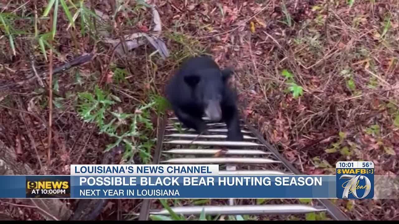 ‘Getting way out of hand:’ Black bear hunting season in La. could begin ...