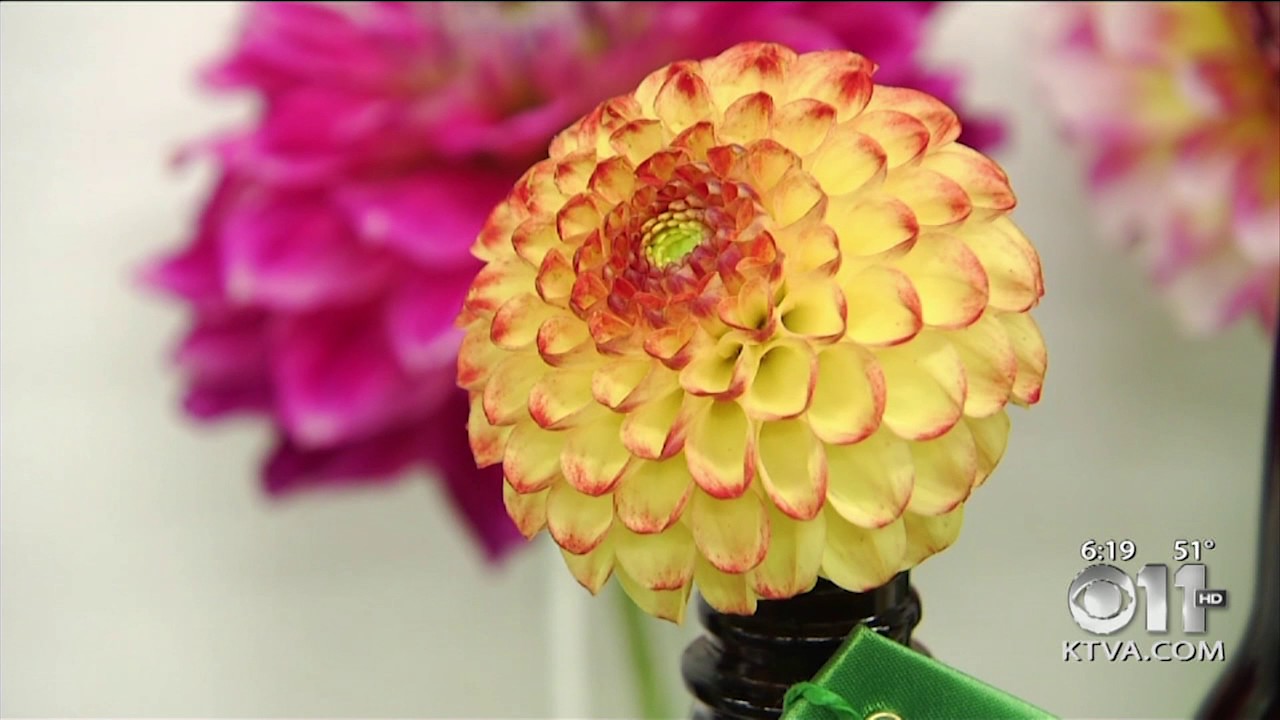Garden Report -Fair Flower Contest - YouTube