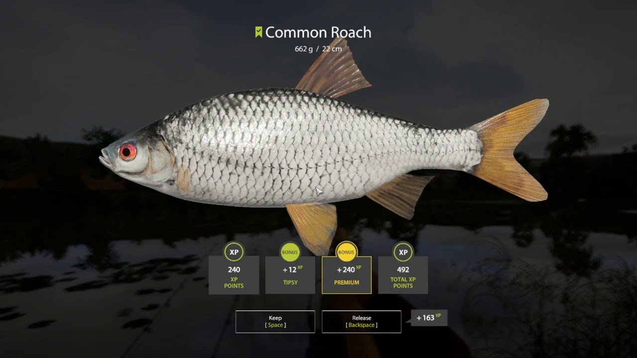 Russian Fishing 4 Roach Farm at Sura - YouTube