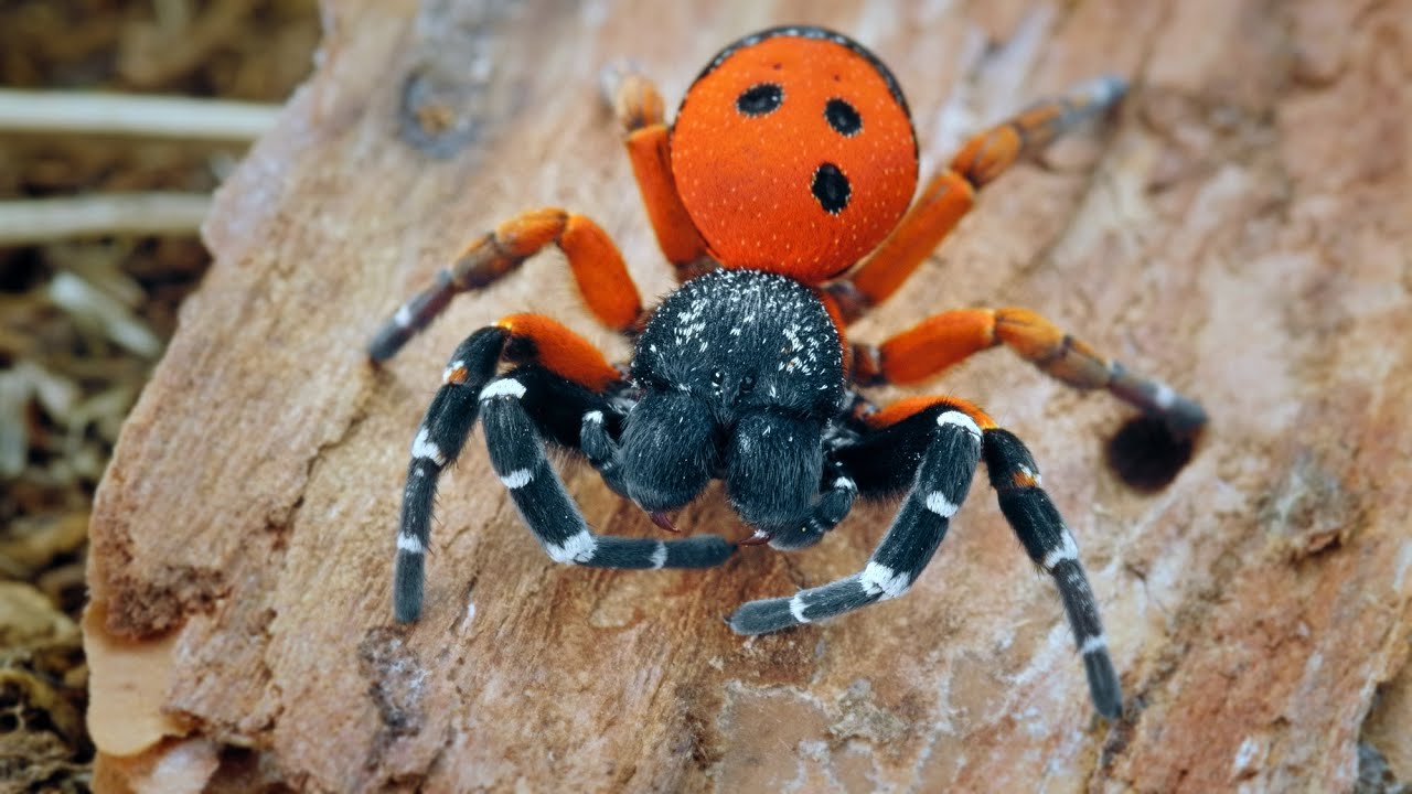 European spiders – Ladybird spider (Eresus moravicus) - YouTube