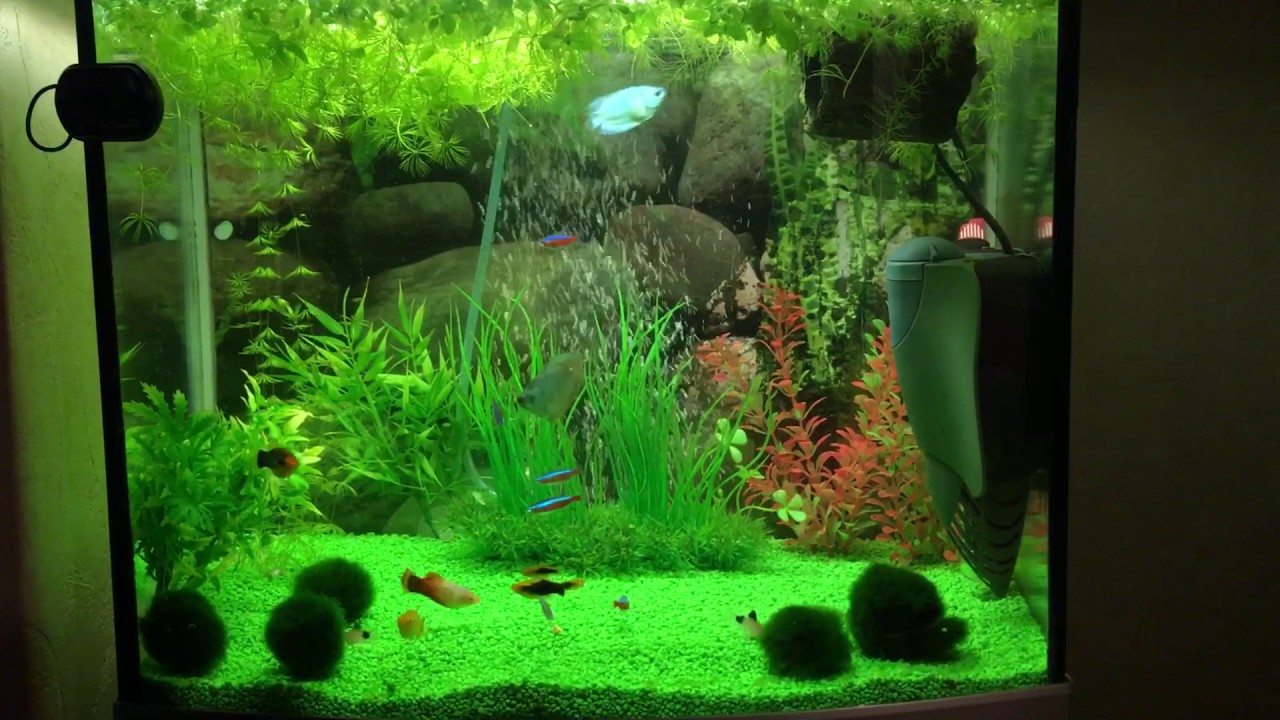 Fish tank aquarium platy, Cory panda, cardinal tetra, dwarf gourami ...