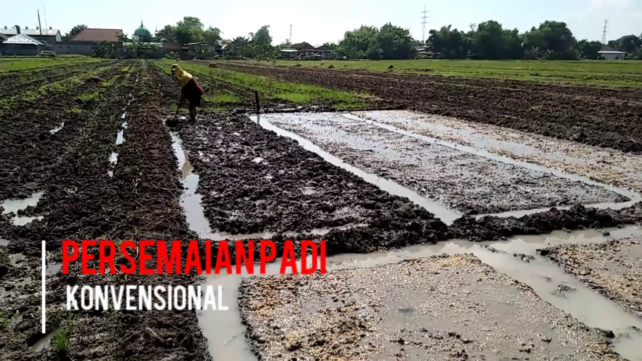 Persemaian Padi Konvesional - Cara Umum yang dilakukan petani dalam ...