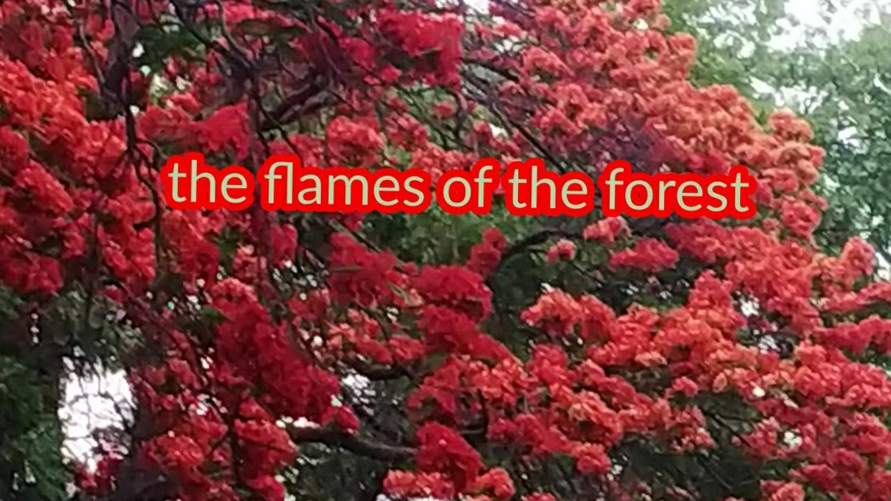 See the #gulmohar Tree That's Stunning the World! - YouTube