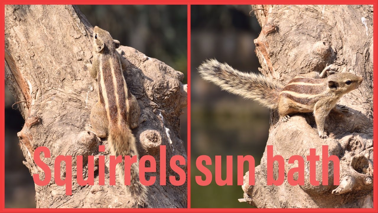 Squirrels sun bath. 26 April 2021 - YouTube