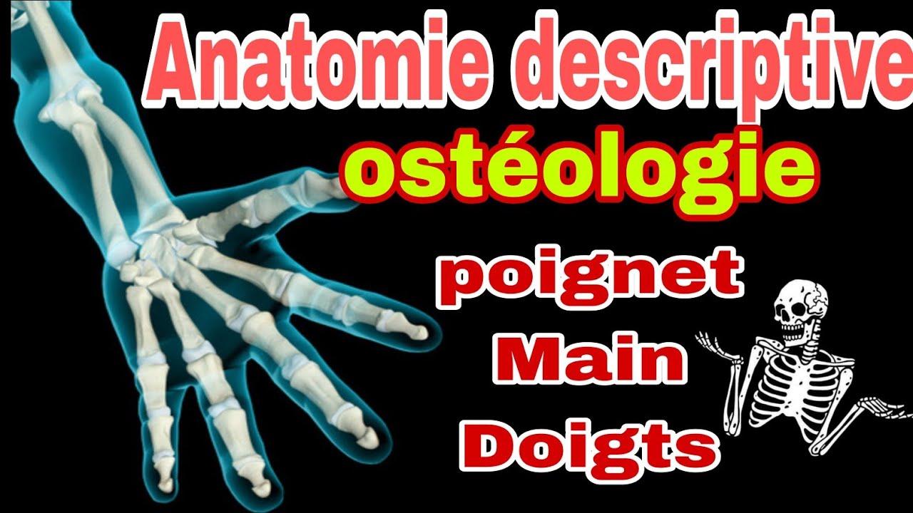 Anatomie descriptive 3D: squelette du poignet et de la main. - YouTube