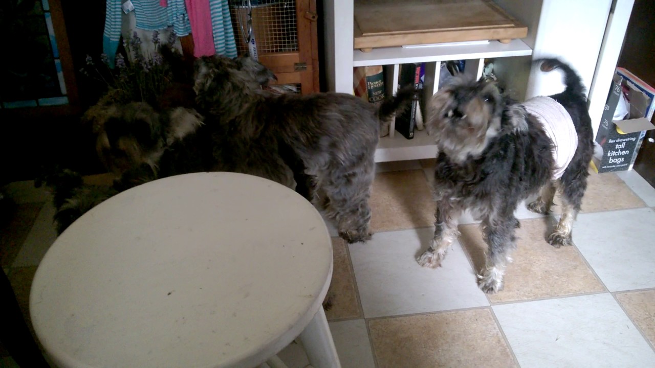 Howling pigs - YouTube