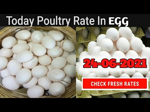 Egg rate today24-06-2021|egg price rate today|polutry egg rate today ...