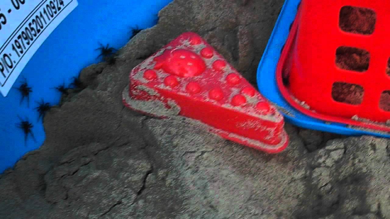 Phoebee's Sand Pit Spider Infestation - YouTube