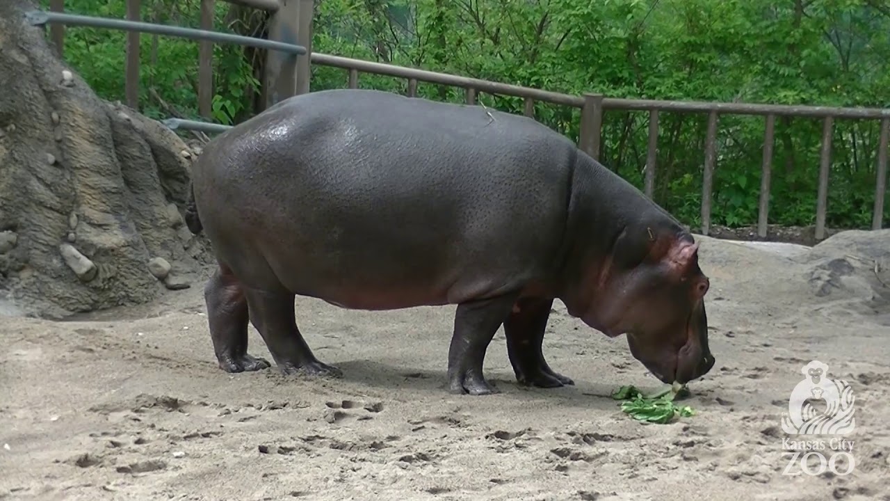 Welcome Cairo to the KC Zoo! - YouTube