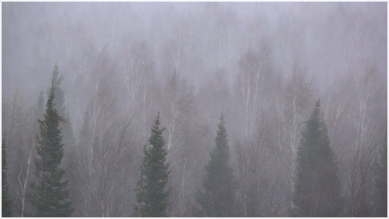 Windy Snow Storm in the Forest - YouTube