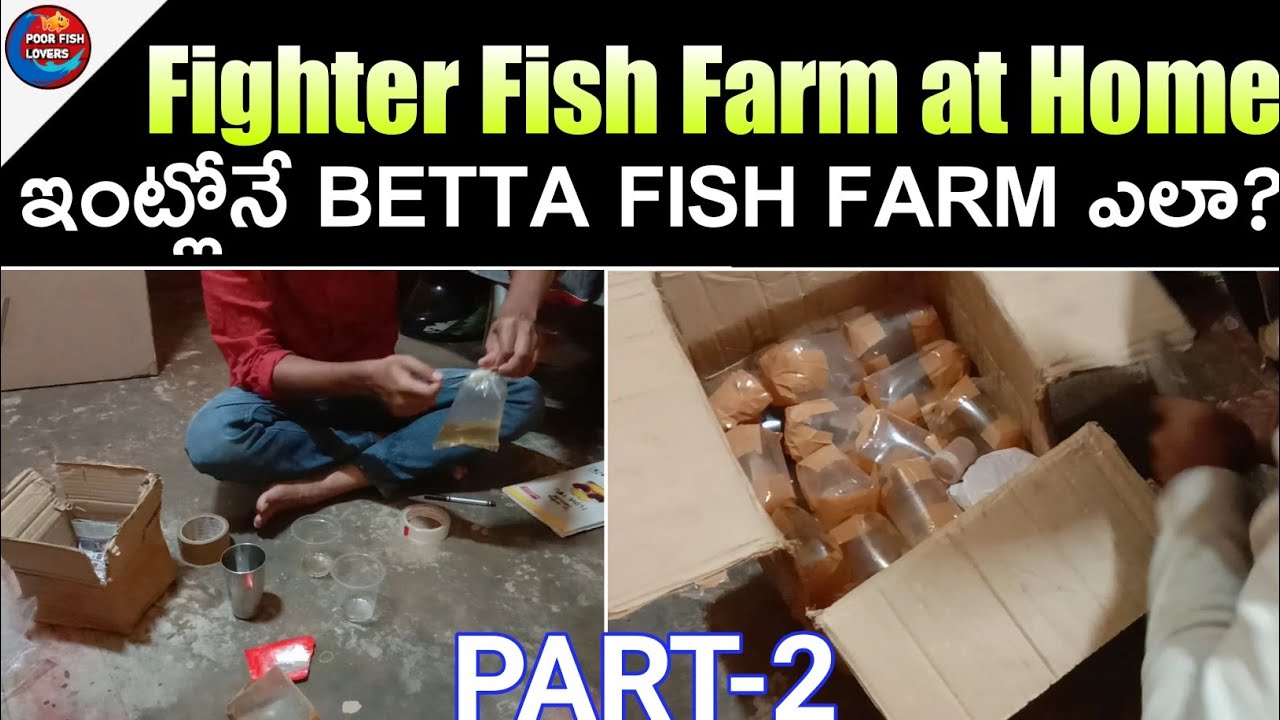 How to Start Betta Fish Farm At Home-PART-2 | Fighter Fish Farm At Home ...