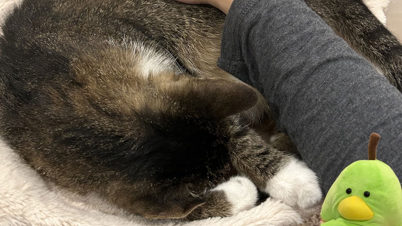 My first day and first time Fostering a Cat + Channel Update! ( Thank ...