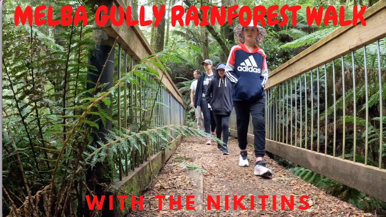 Melba Gully - Best Rainforest Walk - Great Otway - S01 - Victoria - E27 ...