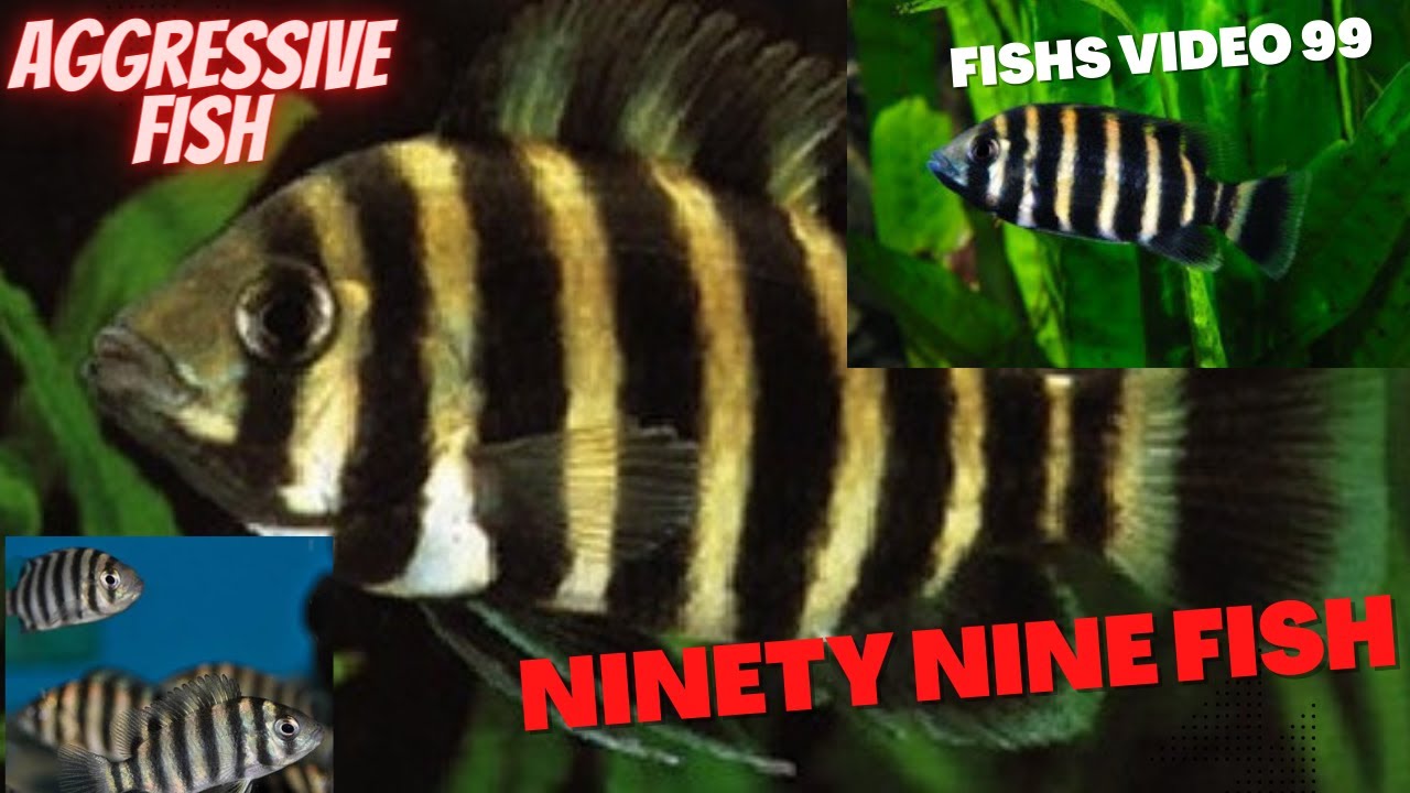 Fish video NINETY NINE FISH in aquarium tank - YouTube