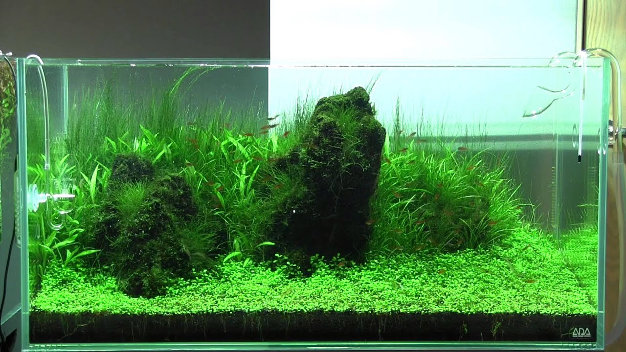 [ADA view 337] Follow-up video of NA Gallery aquariums. - YouTube