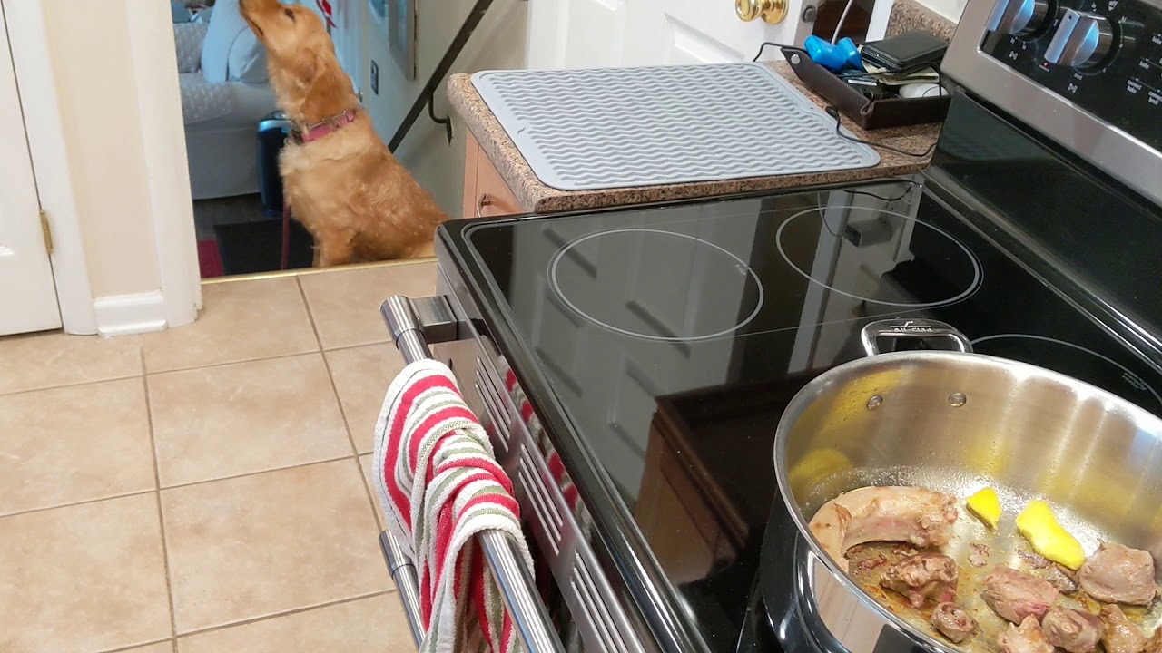 Golden retriever: What's cooking? - YouTube
