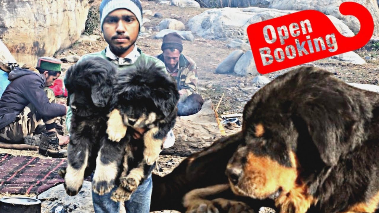 Pure bhotia dog puppies available bhotiya dog search in Uttarakhand # ...