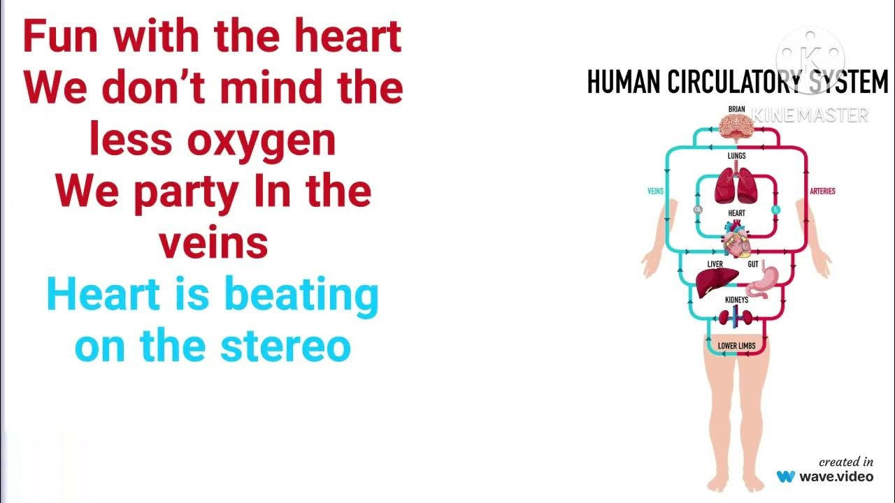 Circulatory System Song Project - YouTube