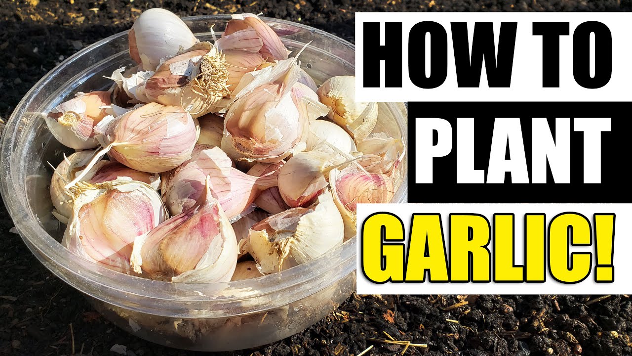 Planting Garlic - The Definitive Guide - YouTube
