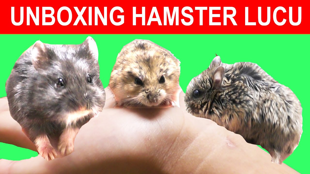 UNBOXING HAMSTER LUCU BELI DI PASAR HEWAN - YouTube