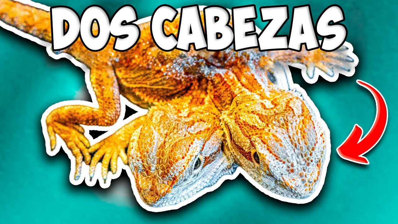 Así se ve un DRAGÓN de DOS CABEZAS [NO es lo que esperaba] - YouTube
