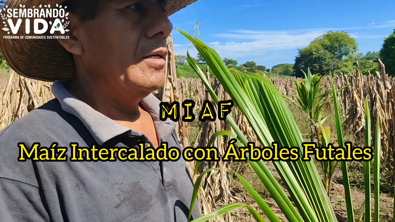 Establecimiento de Sistema SAF Y MIAF. Sembrando Vida. T-14 - YouTube