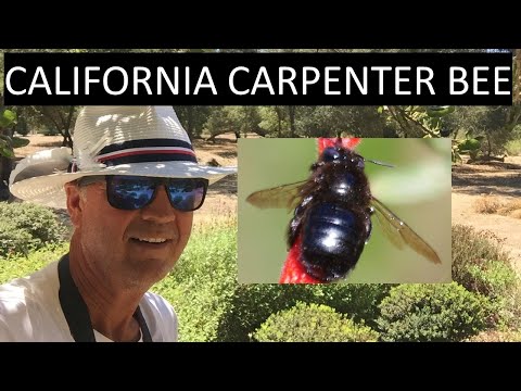 Are Carpenter Bees Native To California