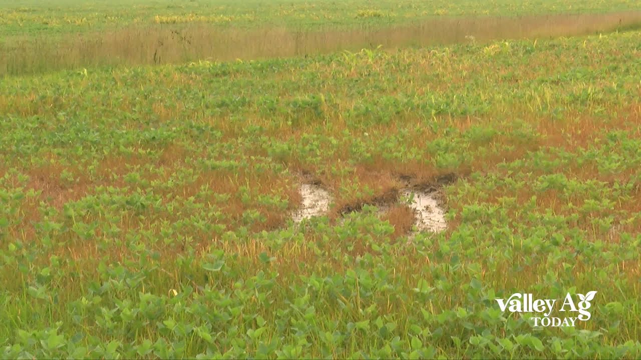 Valley Ag Today with Howard Brown from Illini FS - YouTube