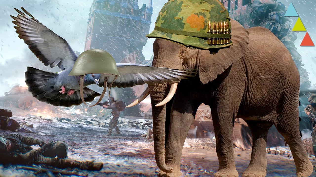 Animales que fueron a la guerra - YouTube