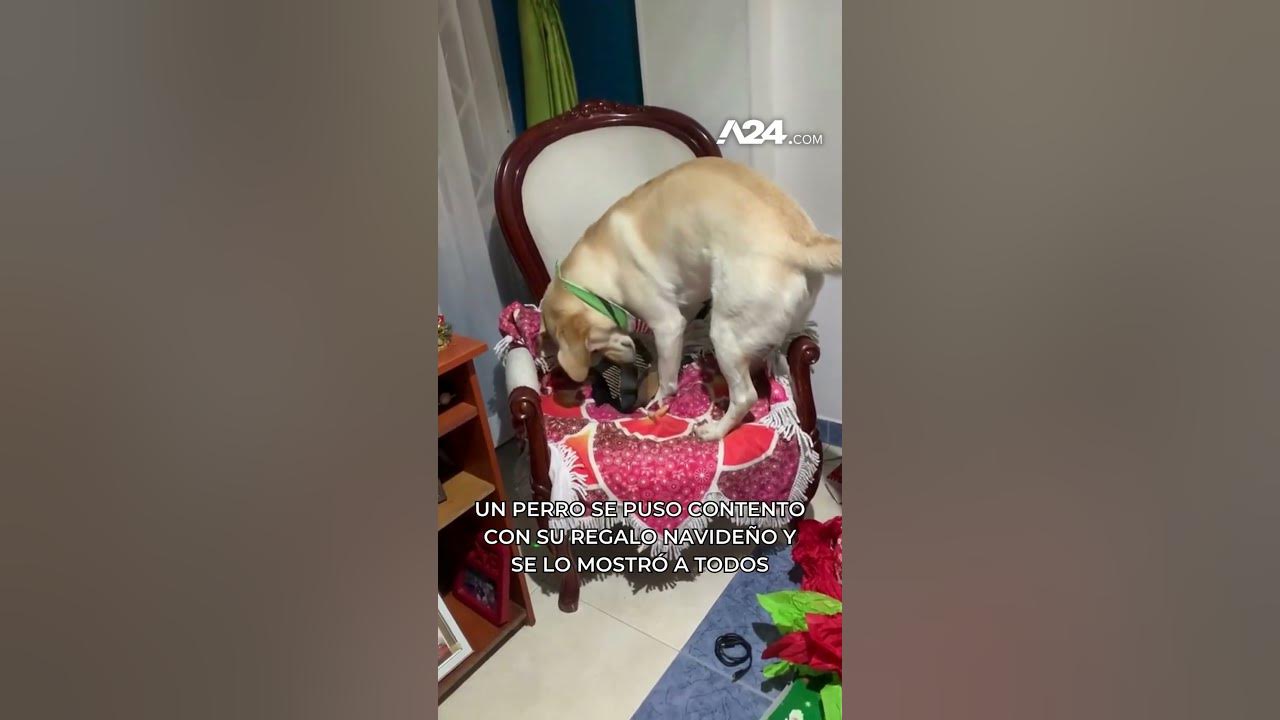 🐶 NAVIDAD PERRUNA - YouTube
