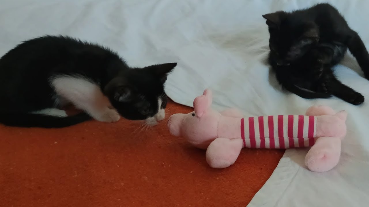 Funny Video - The Cats Met the Little Pig - YouTube
