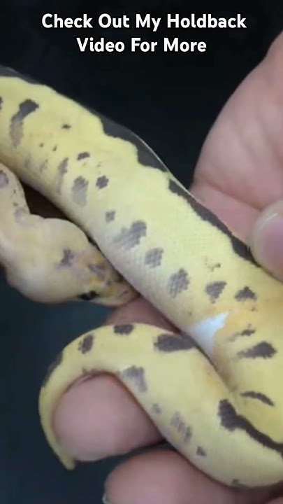 This Disco Inferno Leopard Clown Ball Python Is Not Pied! - YouTube