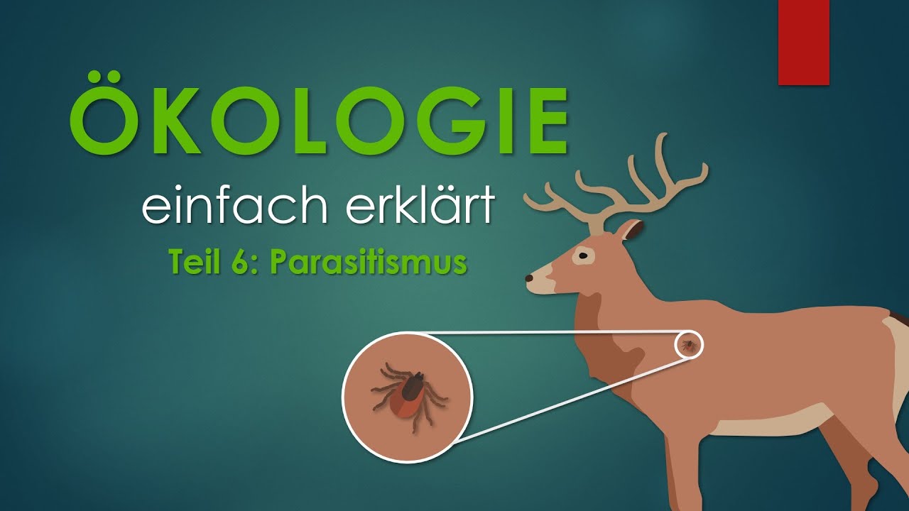6. Parasitismus | ÖKOLOGIE einfach erklärt - YouTube