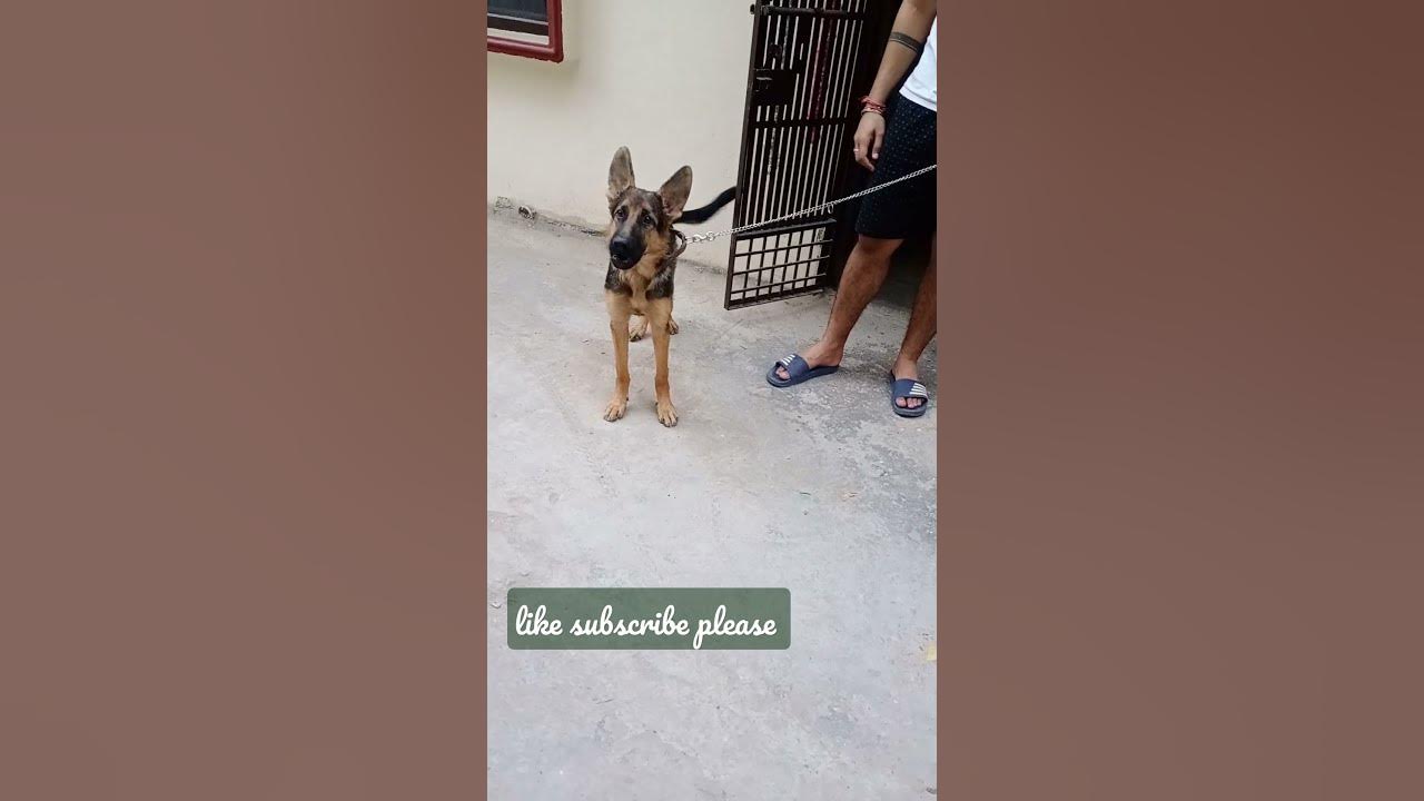 #gsd shot Cort female # - YouTube