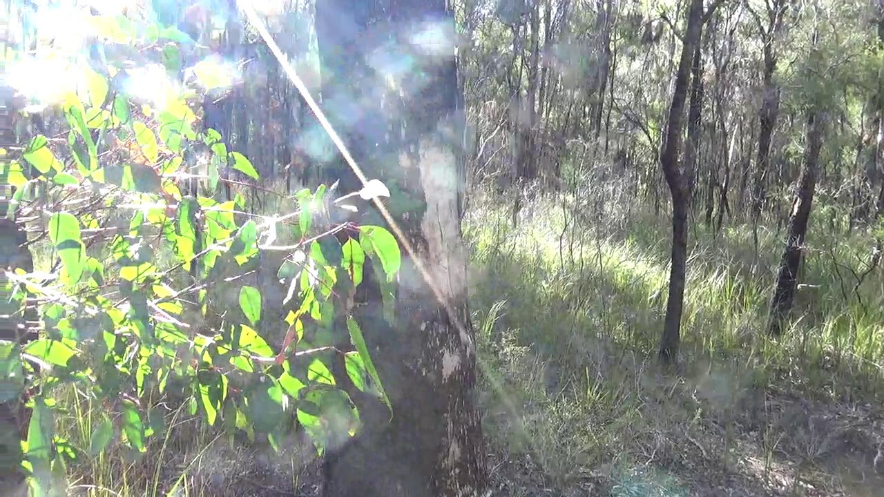 Tree knocks and macropods - YouTube