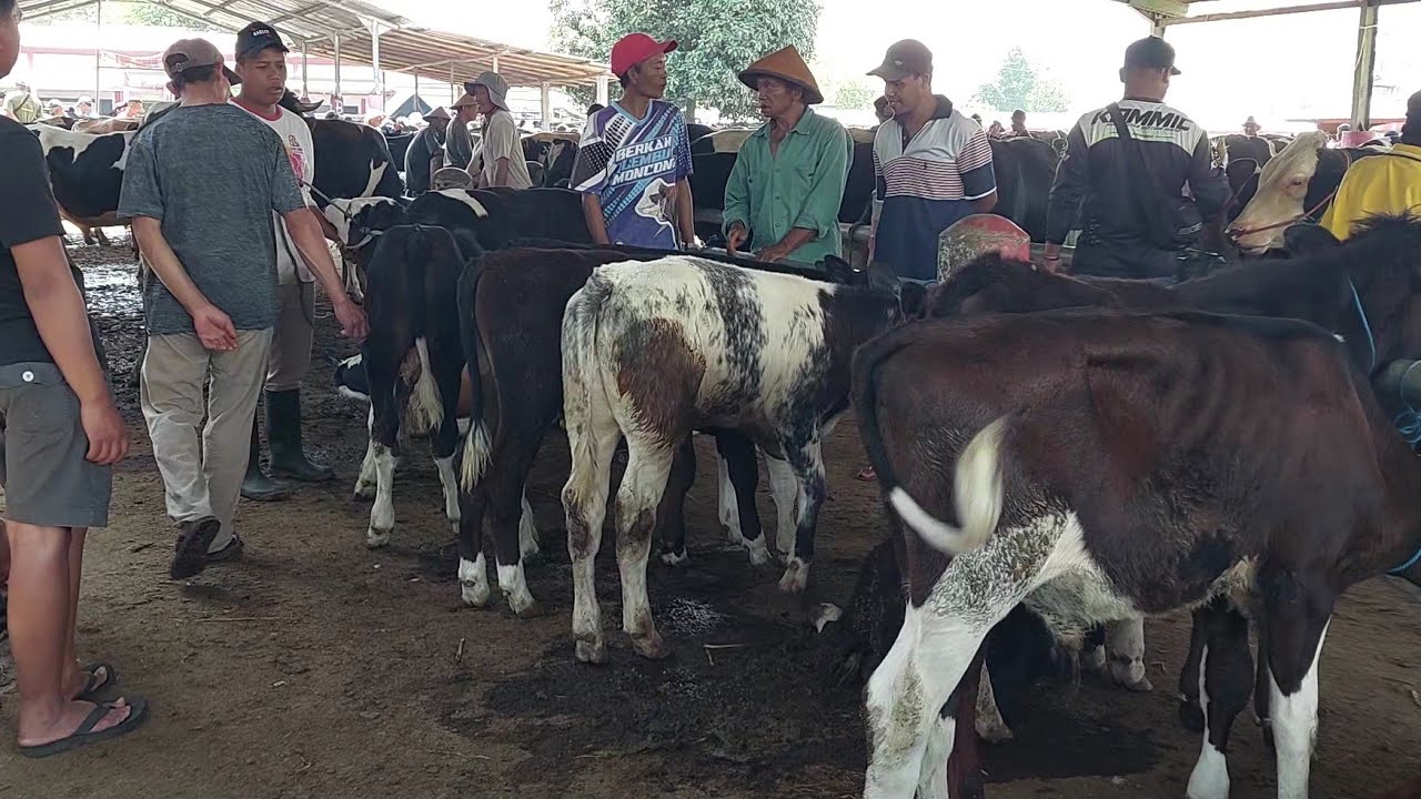 Harga Super Wouu‼️Pedetan Superr Moncong Simental Calon Sapi Jumbo ...