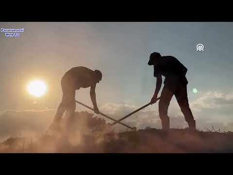 Geçimlerini evlerinden kilometrelerce uzakta mangal kömürü üreterek sağlıyorlar